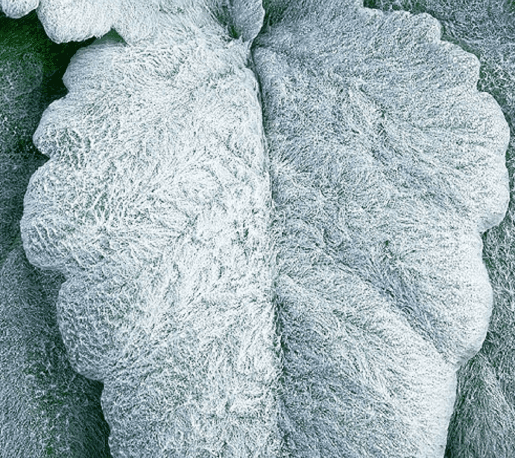 Grey Leaved Plants - Direct Compost Solutions