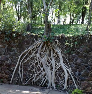 Plant Roots and Nutrients - Direct Compost Solutions