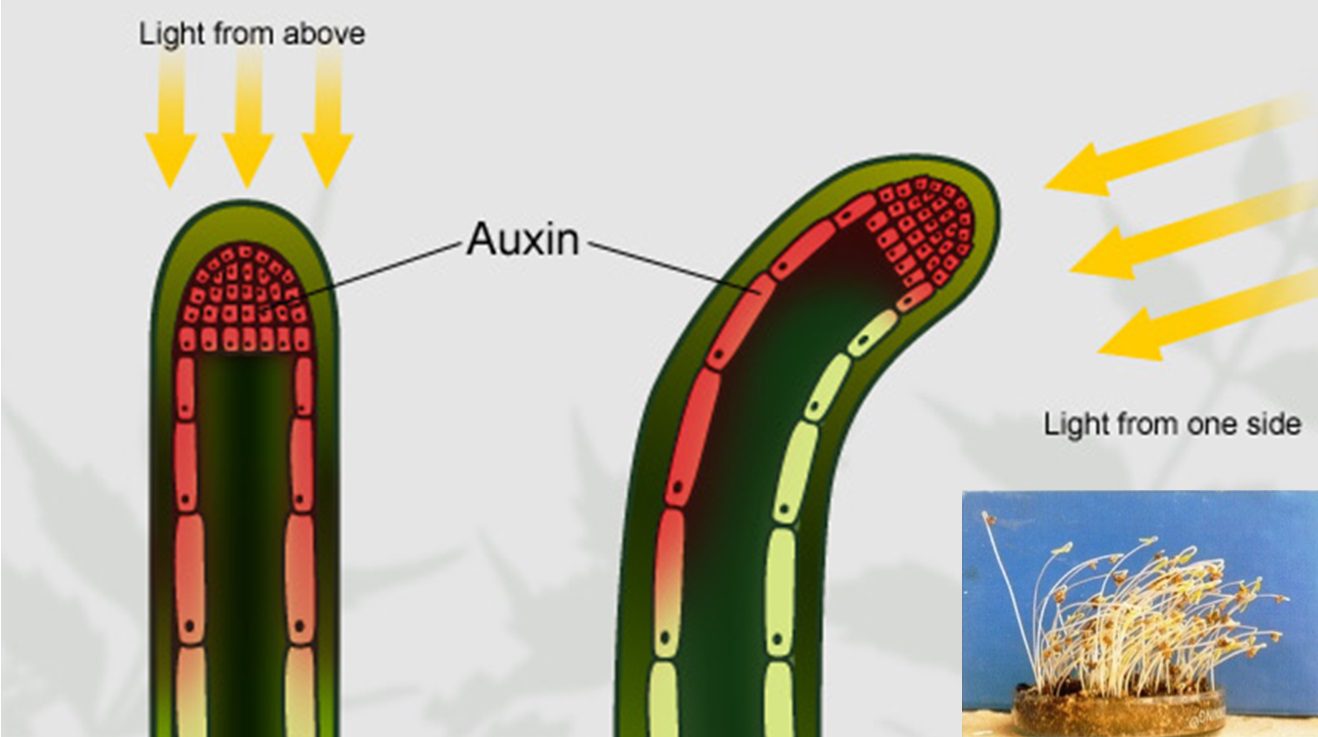 Environmental Effects On Plants - Direct Compost Solutions
