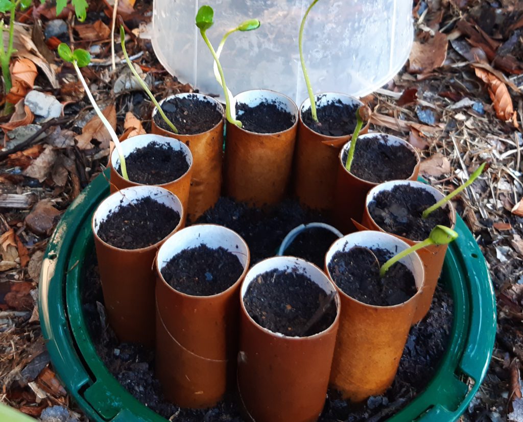 Portable Composter Propagator Tops - Direct Compost Solutions