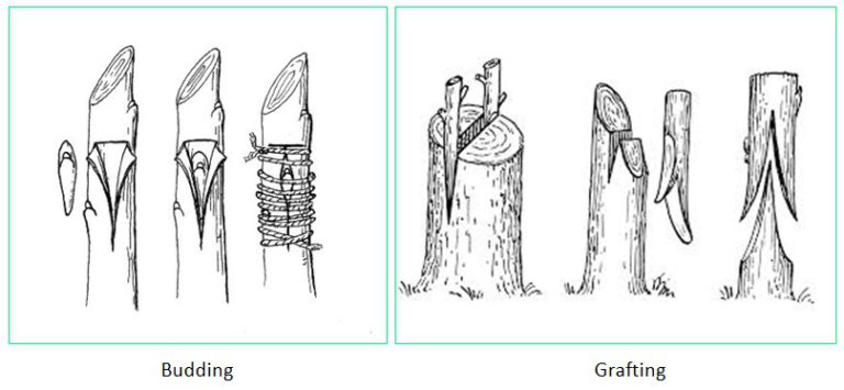 Why would you use grafted plants? - Direct Compost Solutions