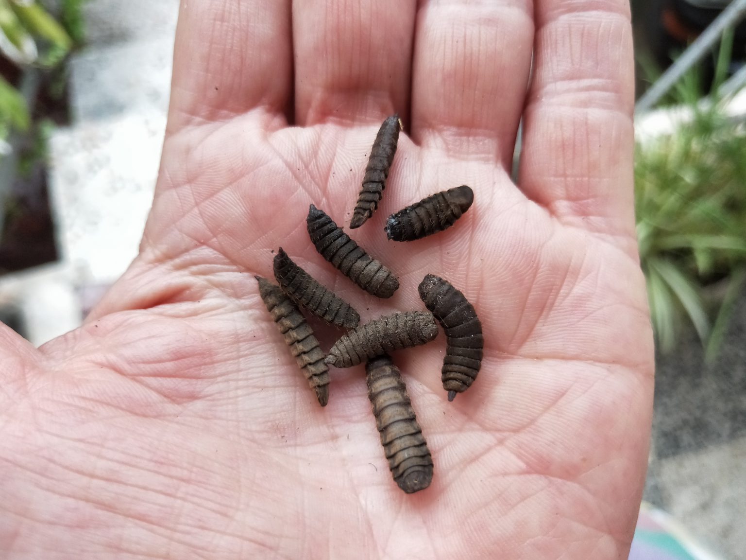Life Cycle of a Black Soldier Fly - Direct Compost Solutions