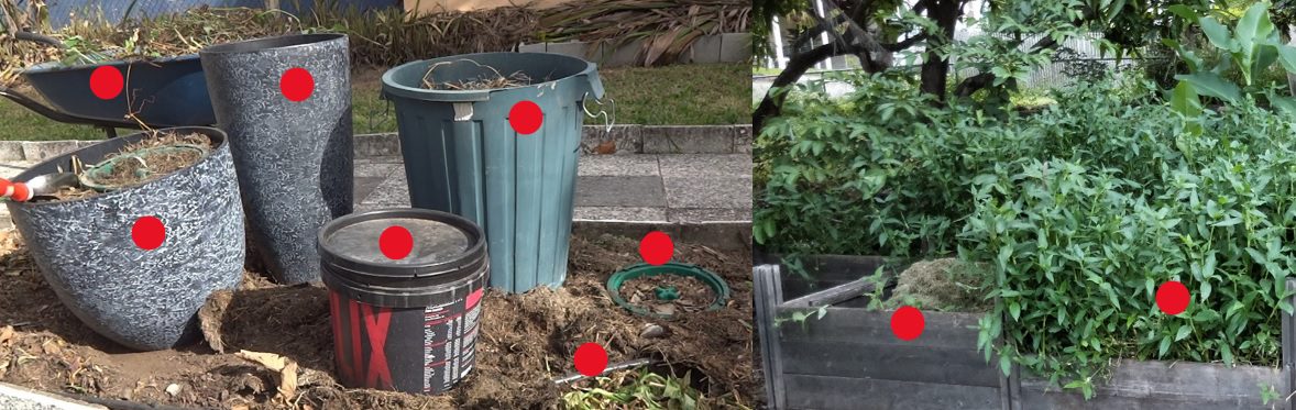 Composting Scurvy Weed - Direct Compost Solutions