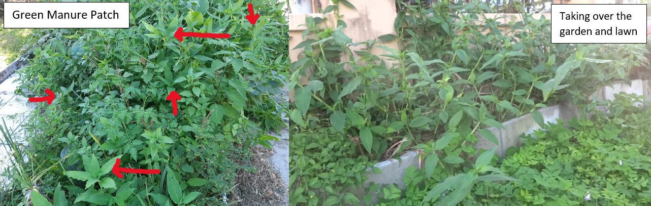 Composting Scurvy Weed - Direct Compost Solutions