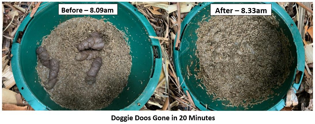 Composting Dog Poop & Compostable Bags with 2 Easy Methods